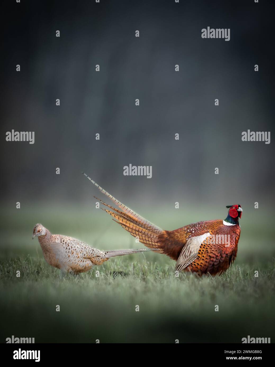Common pheasant Phasianus colchius Ring-necked pheasant in natural ...