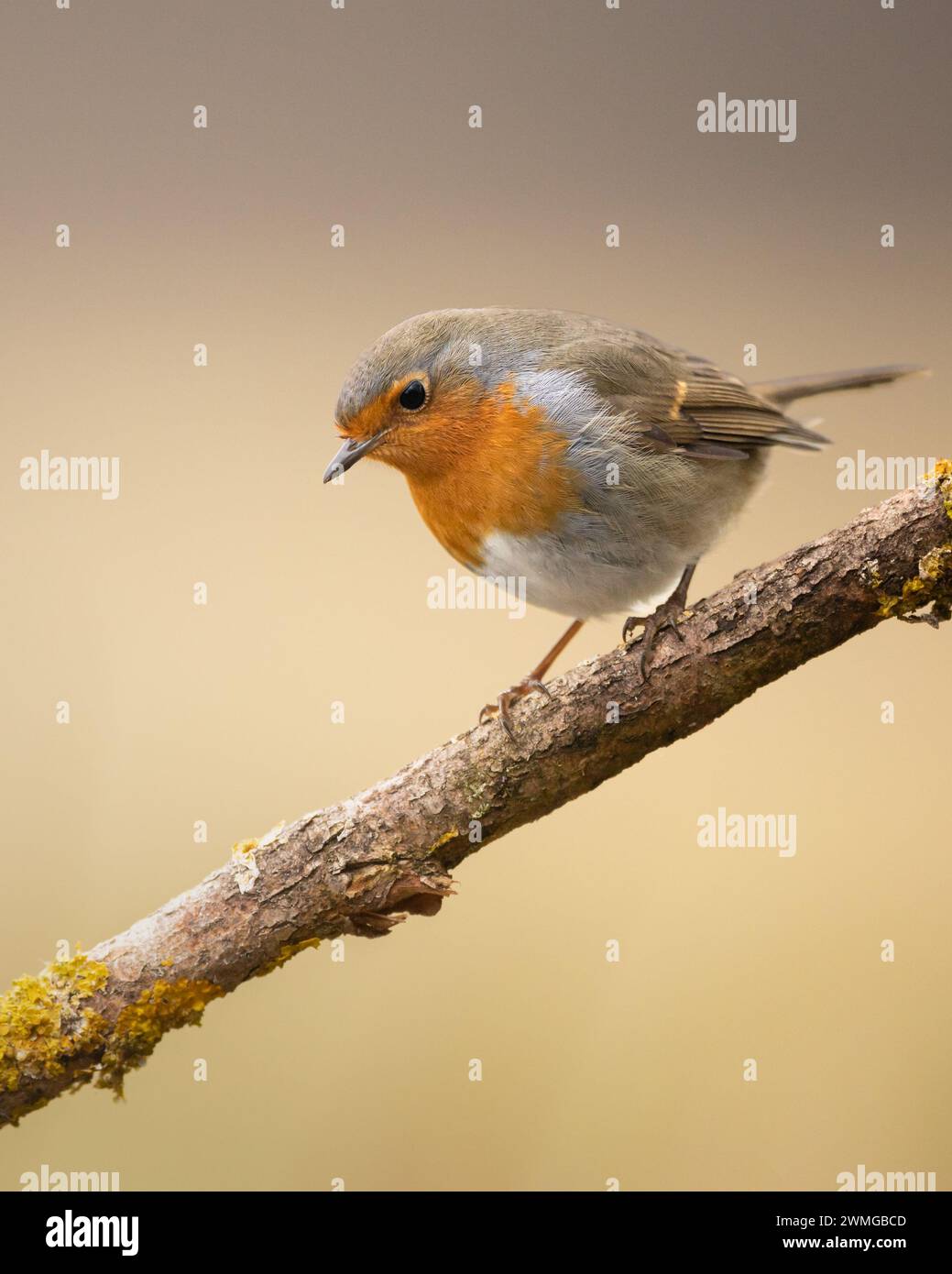 Robin redbreast of europe hi-res stock photography and images - Alamy