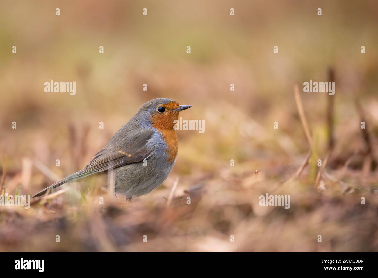 Robin redbreast of europe hi-res stock photography and images - Alamy