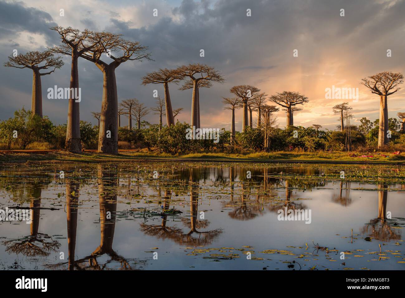 Beautiful Baobab trees at sunset at the avenue of the baobabs in ...