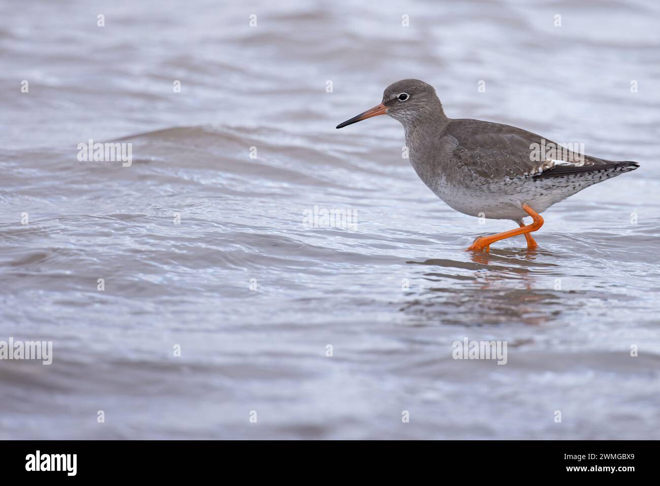 Redshank (Tringa totanus) winter plumage Norfolk January 2024 Stock ...