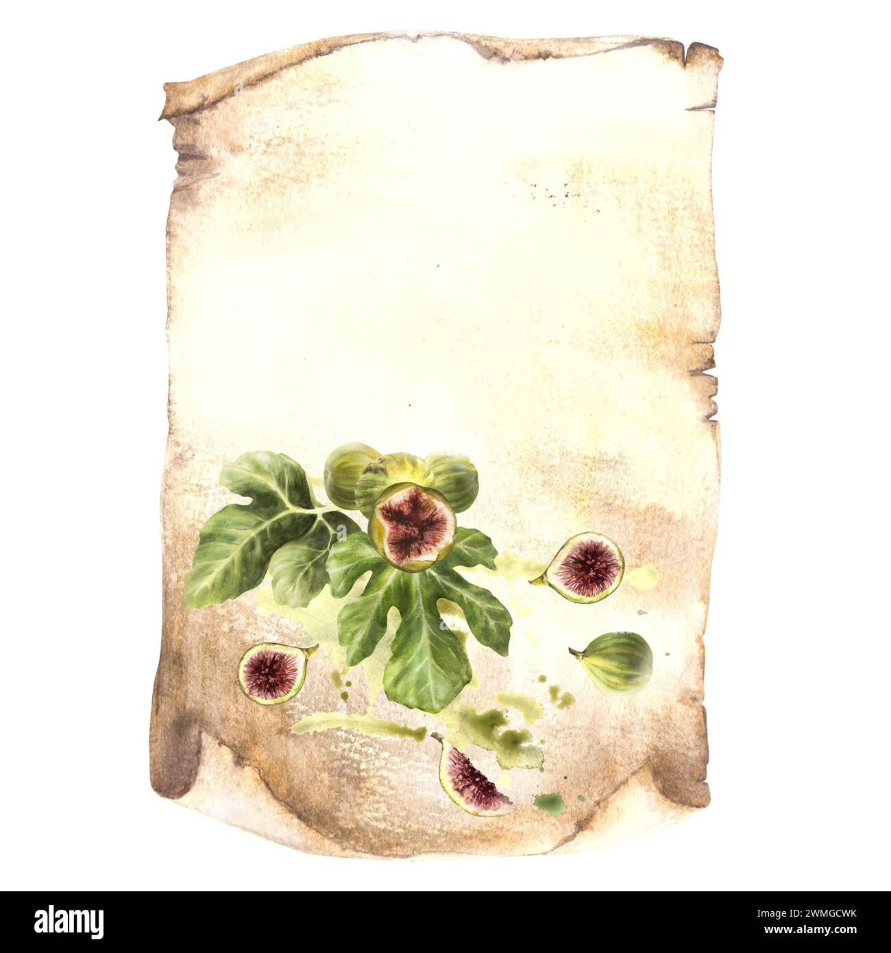Watercolor branch of ripe juicy figs fruit, leaves on the background of ...