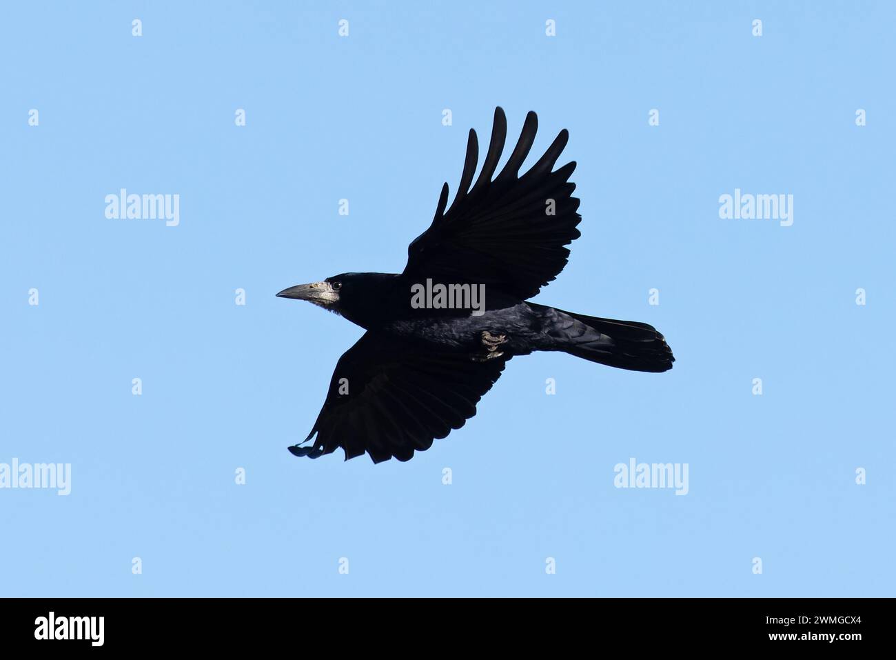 Flying rooks hi-res stock photography and images - Alamy