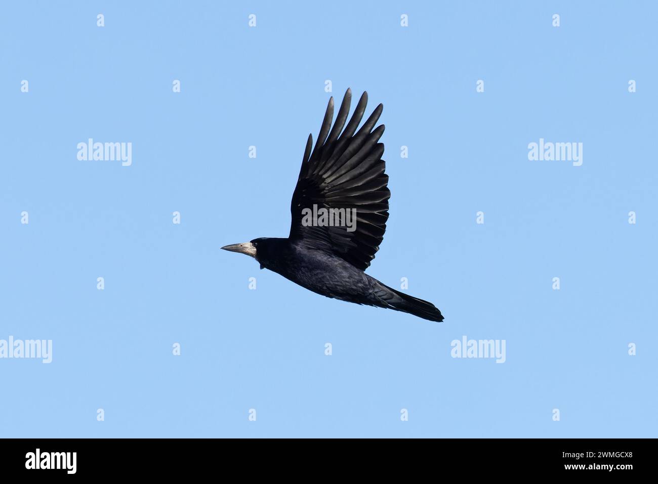 Flying rooks hi-res stock photography and images - Alamy