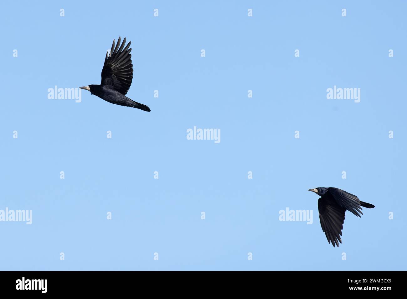 Rook (Corvus frugilegus) flying Norfolk February 2024 Stock Photo - Alamy