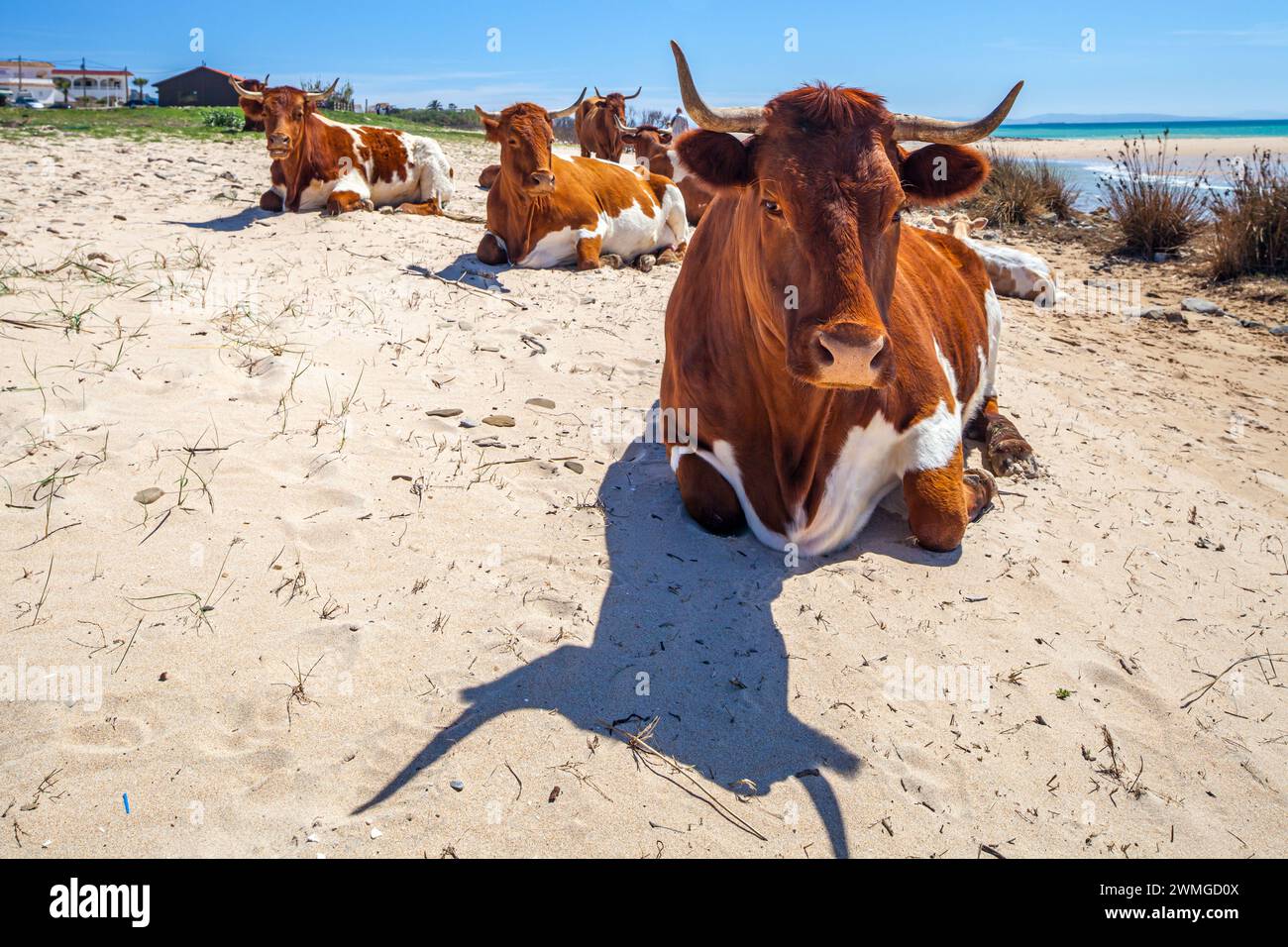 A serene image captures a group of Retinta breed cows relaxing on the ...