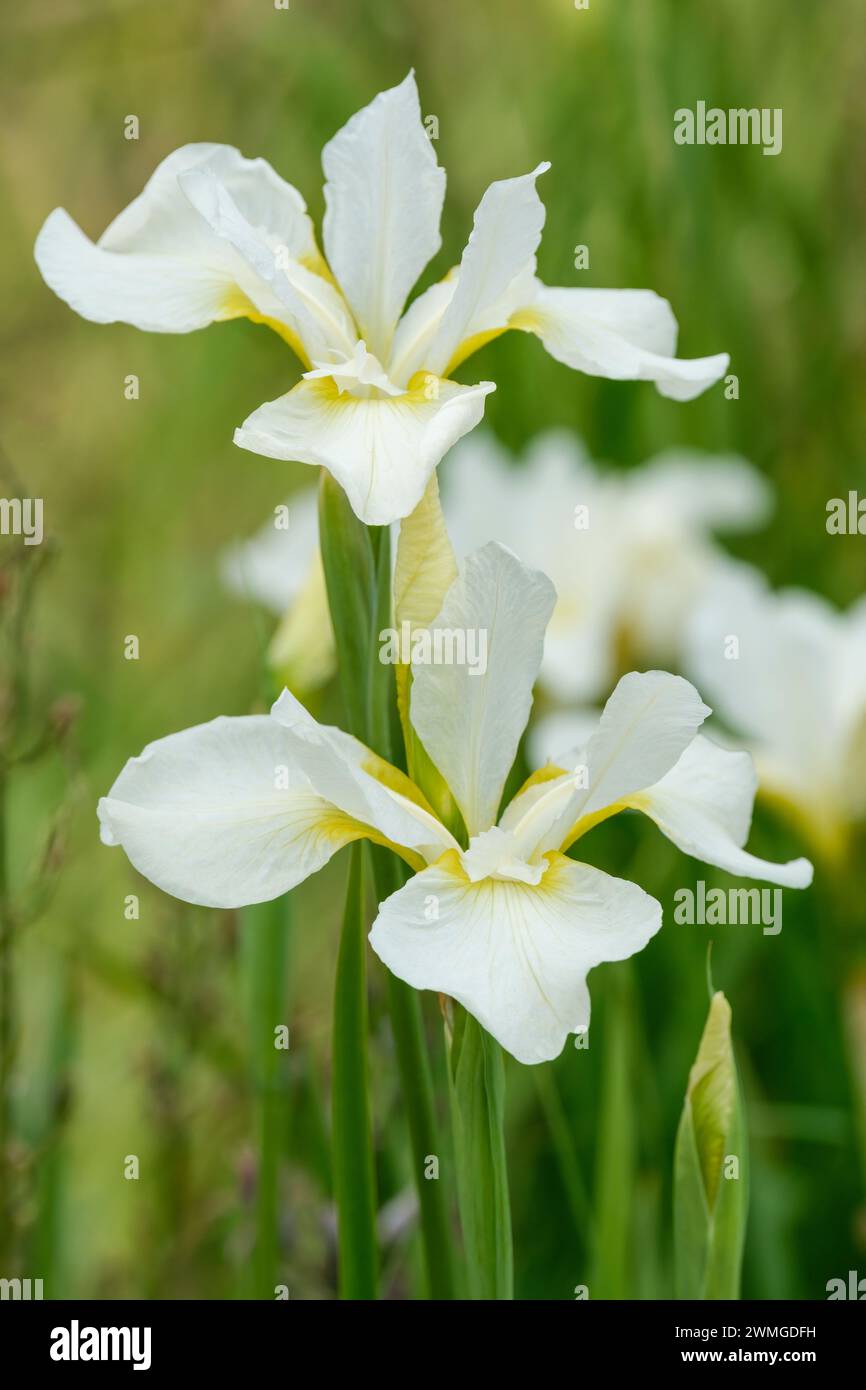 Iris sibirica White Swirl, Siberian iris, pure white flowers, flared ...