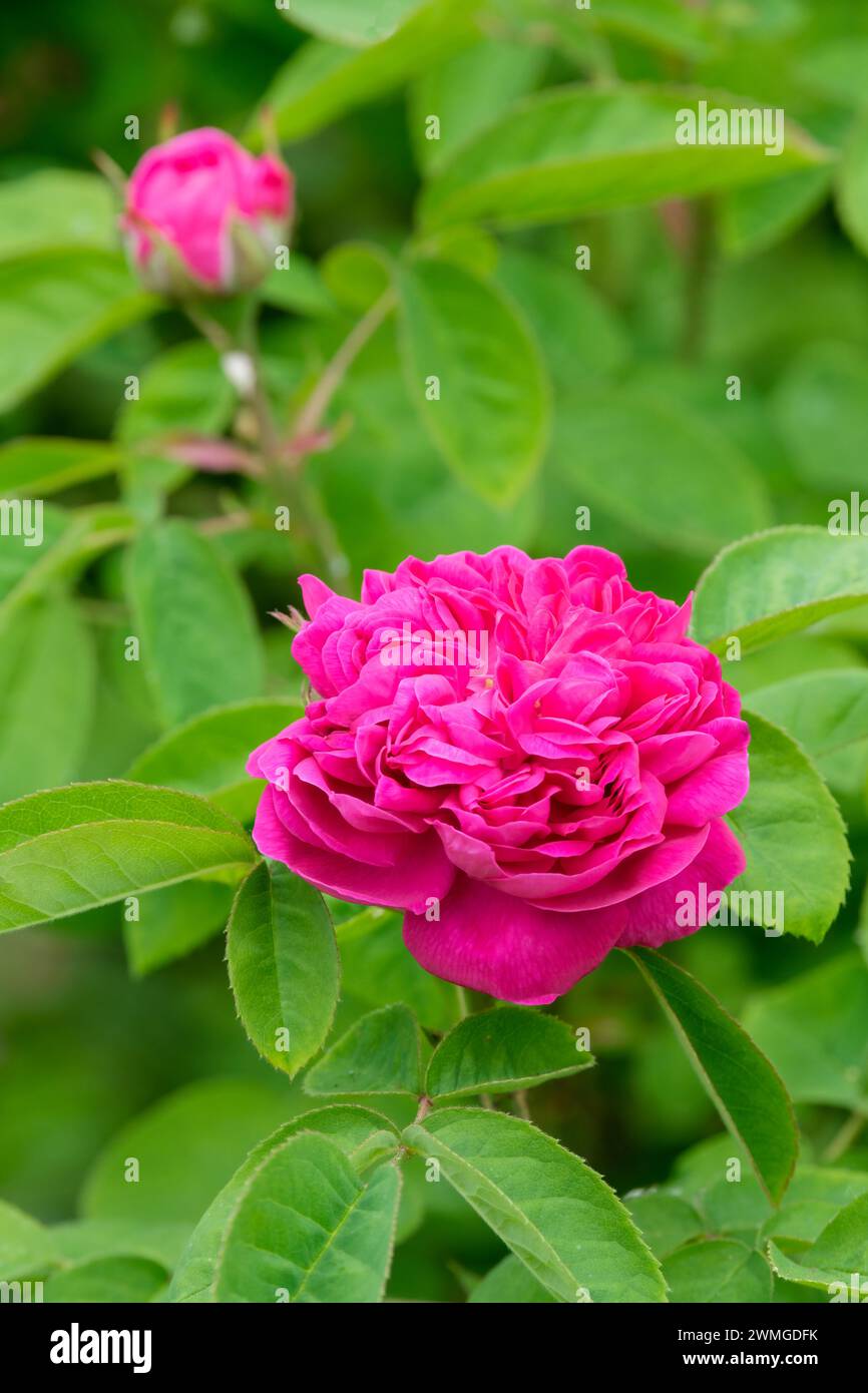 rosa Henri Martin, rose Henri Martin , Clusters of bright cerise ...
