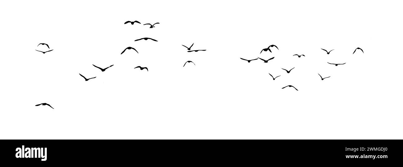 flock of birds silhouette isolated on transparent clear background ...