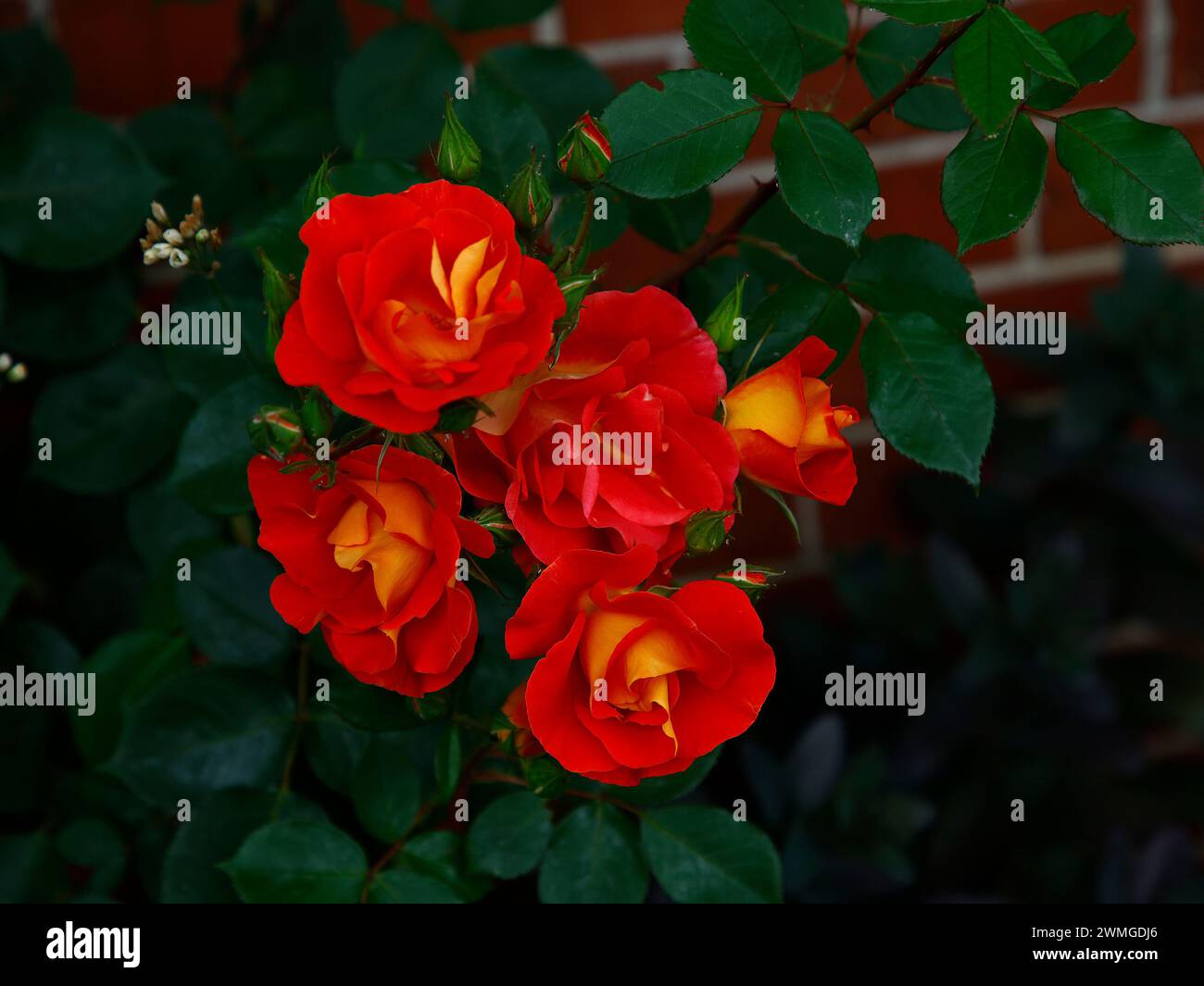 Closeup of the variegated red and orange flowers of the floribunda ...