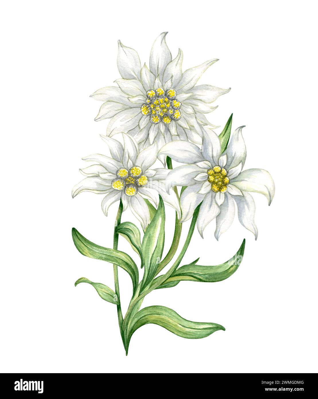 Edelweiss flower Leontopodium alpinum, Watercolor hand drawn ...