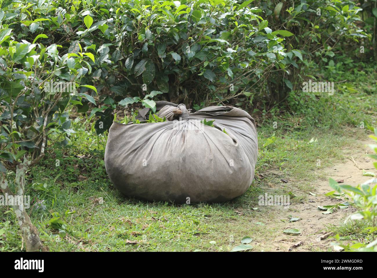 tea leaves harvested in bags.this photo was taken from Chittagong ...
