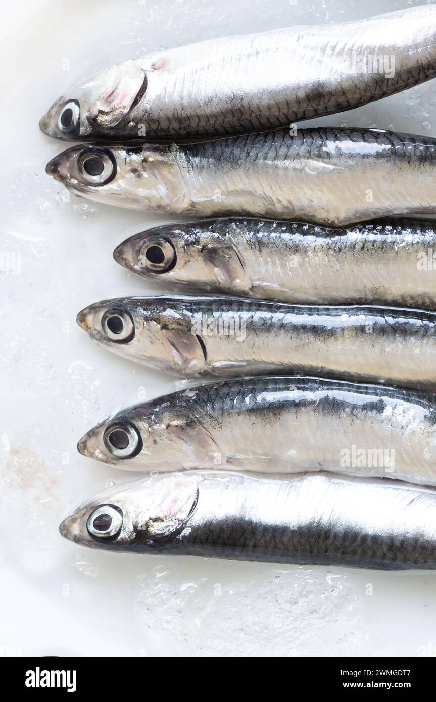 Black sea hamsi hi-res stock photography and images - Alamy