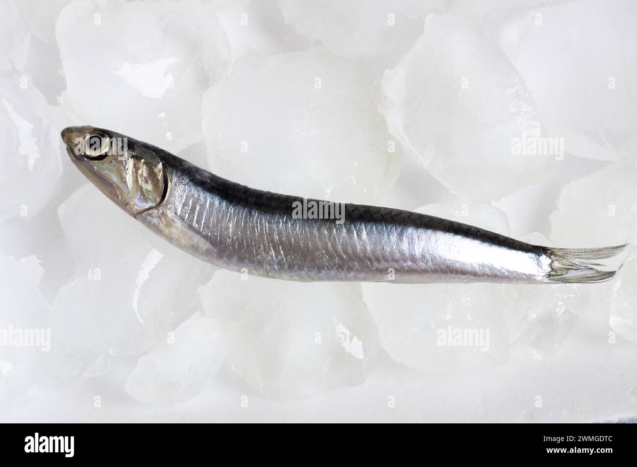 Karadeniz hamsi hi-res stock photography and images - Alamy