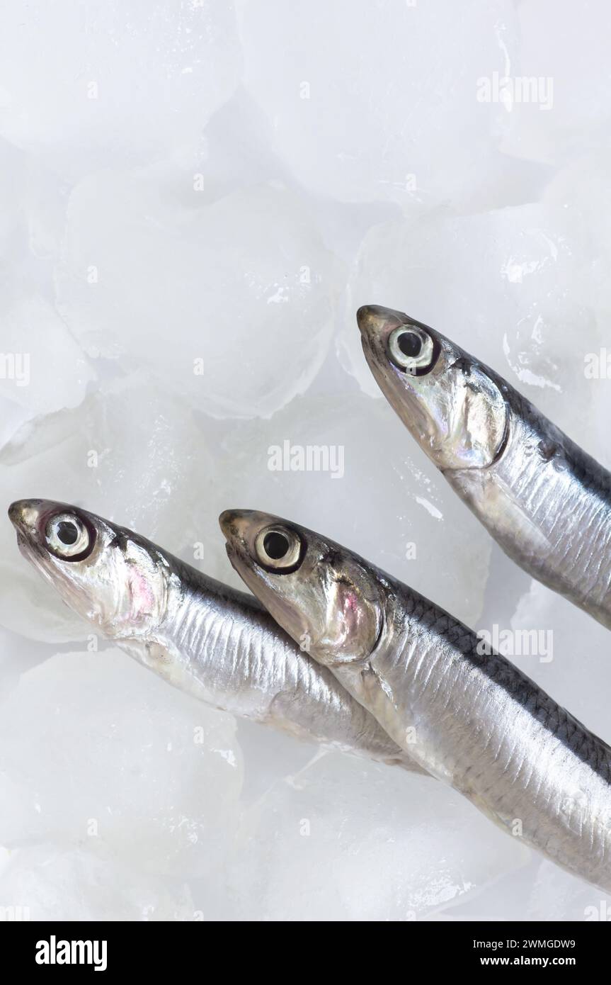 Fresh raw delicious anchovies, Turkey Black Sea small Fish Hamsi Stock ...