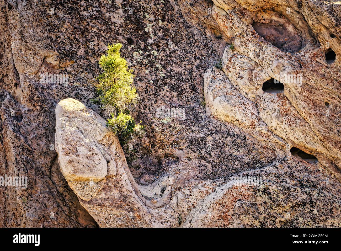 Cliffside tree hi-res stock photography and images - Alamy