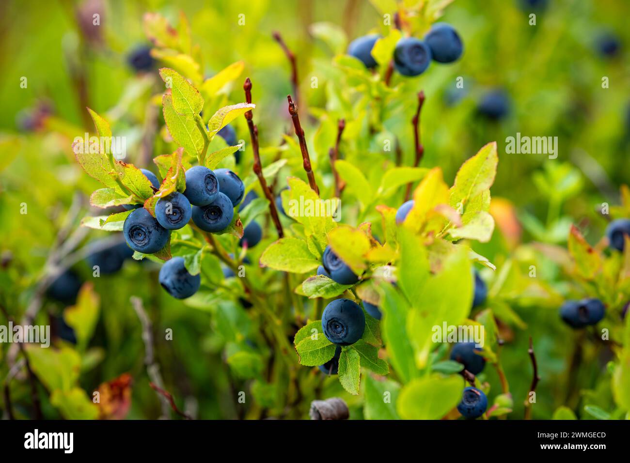 Blueberries in the forest Stock Photo - Alamy