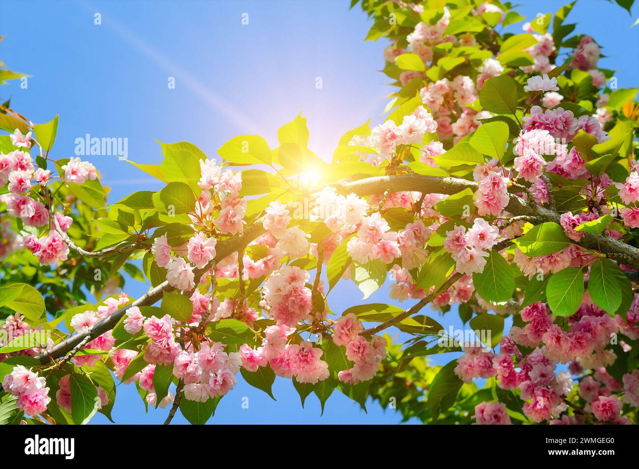 Spring flowers. Beautifully blossoming tree branch. Cherry - Sakura and ...