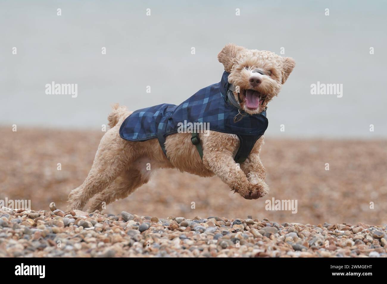 A dog enjoys the windy weather on Folkestone beach in Kent. Picture ...