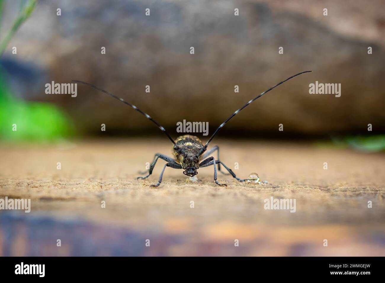 Solid colored longhorn buck Stock Photo - Alamy
