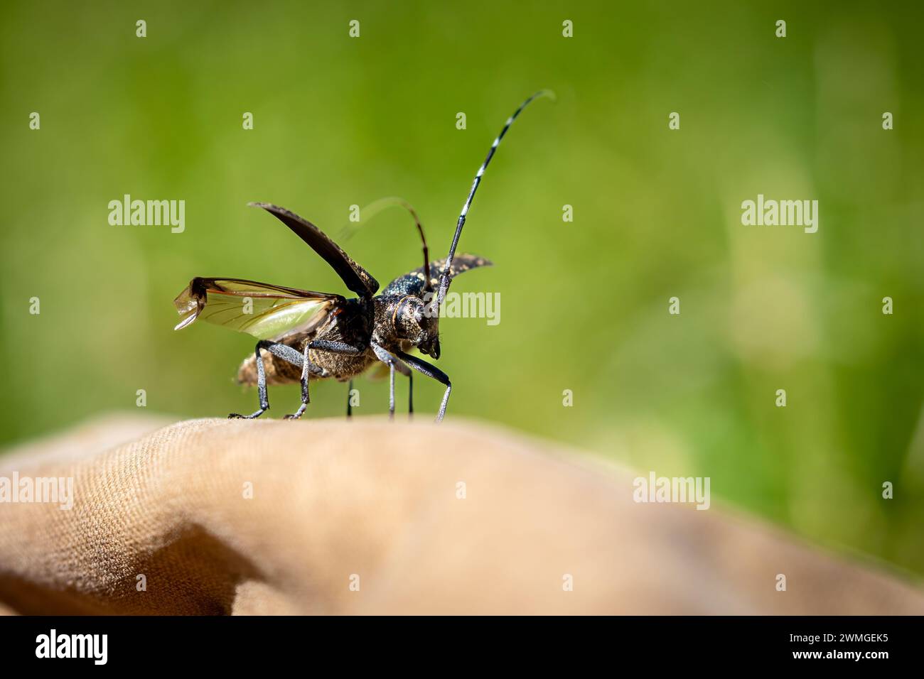Insect longhorn beetle hi-res stock photography and images - Alamy