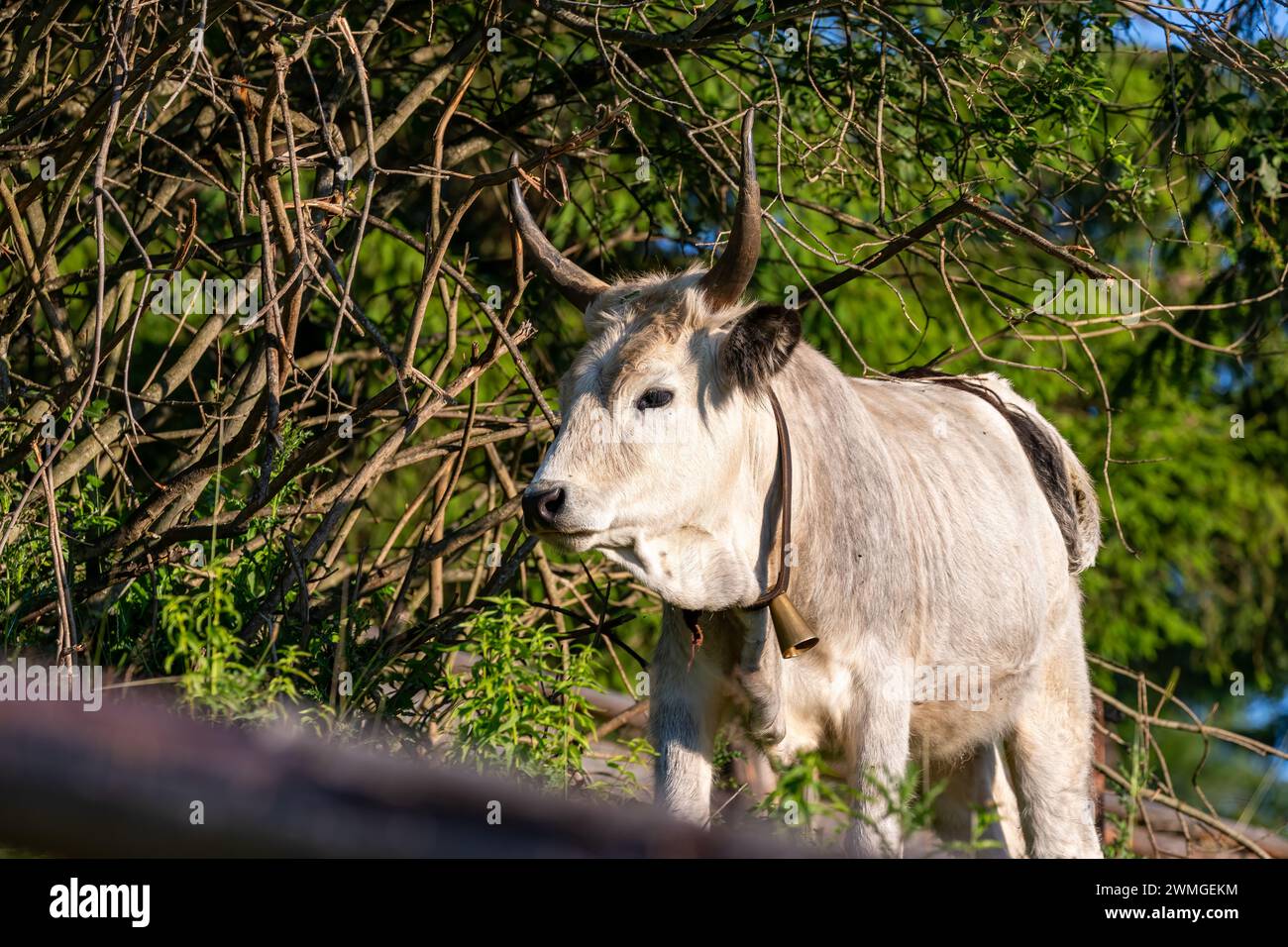 Hungarian Grey Cattle on a meadow Stock Photo - Alamy