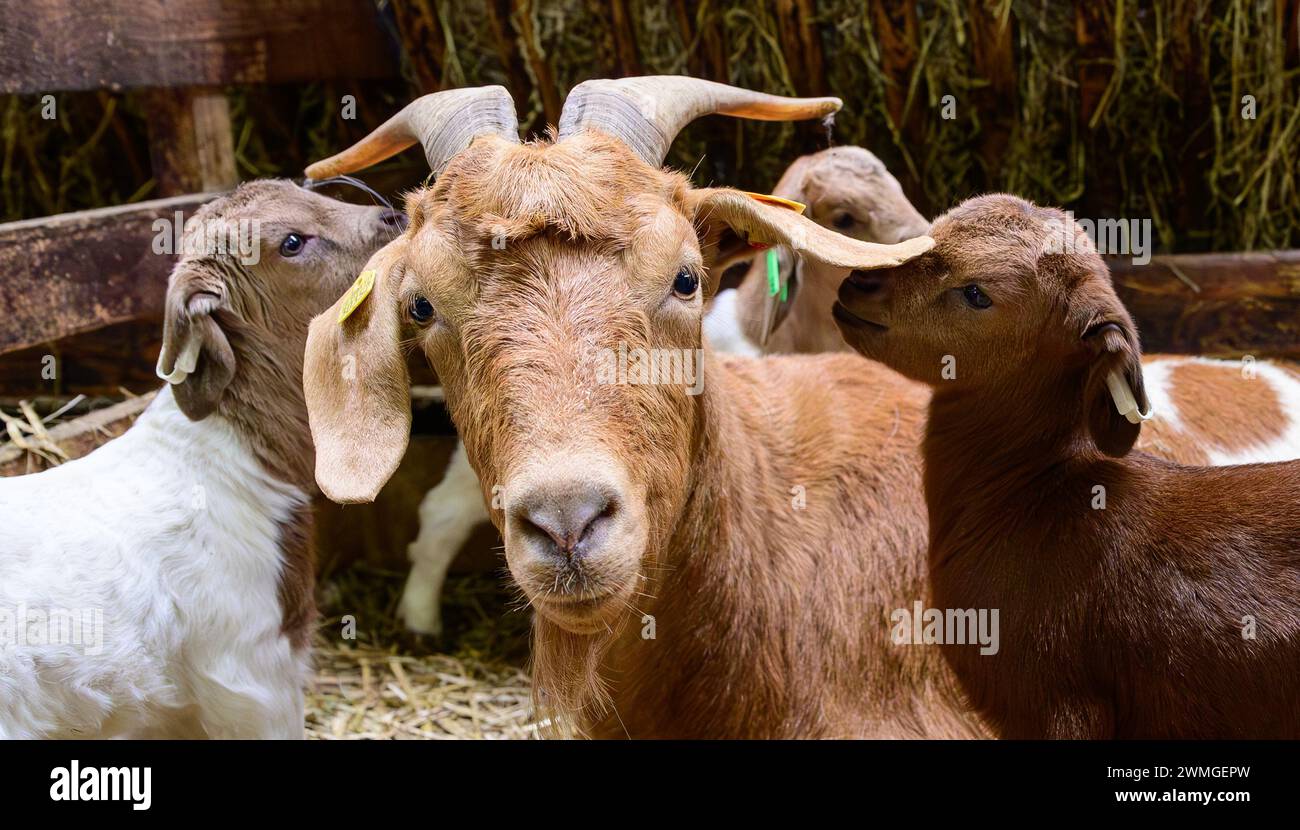 Schneverdingen, Germany. 15th Feb, 2024. Three goat lambs with their ...