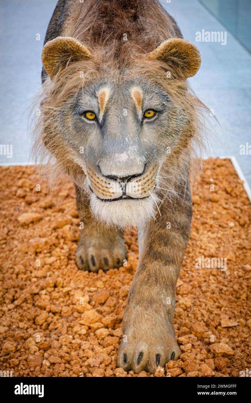 cave lion, Pantera Spelaea, Museo de la evolución humana, MEH, Burgos ...