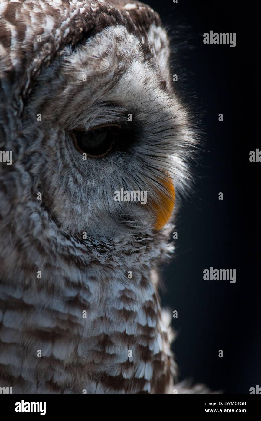 Birds eye viewing hi-res stock photography and images - Alamy