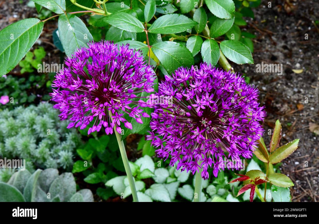 Vibrant lavender blooms in lush hi-res stock photography and images - Alamy