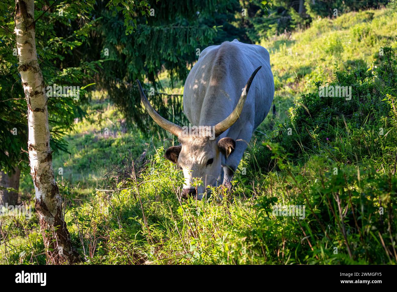 Grey cattle hi-res stock photography and images - Alamy