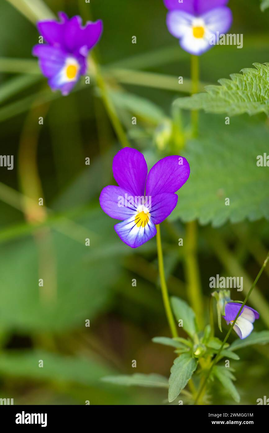 Blue pansy in the wild hi-res stock photography and images - Alamy