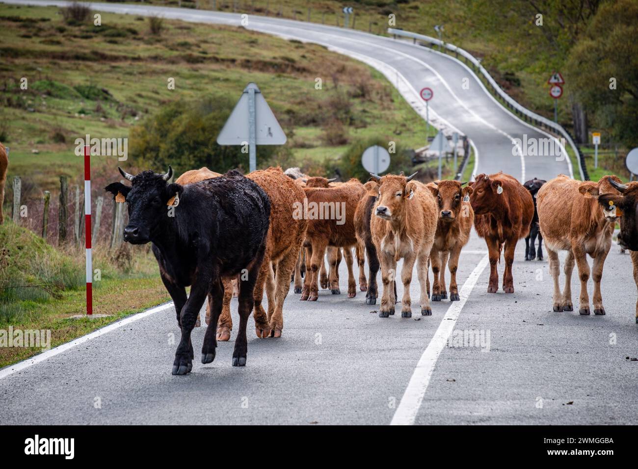 herd of cows blocking the road, Mata de Hoz , municipio de Valdeolea ...