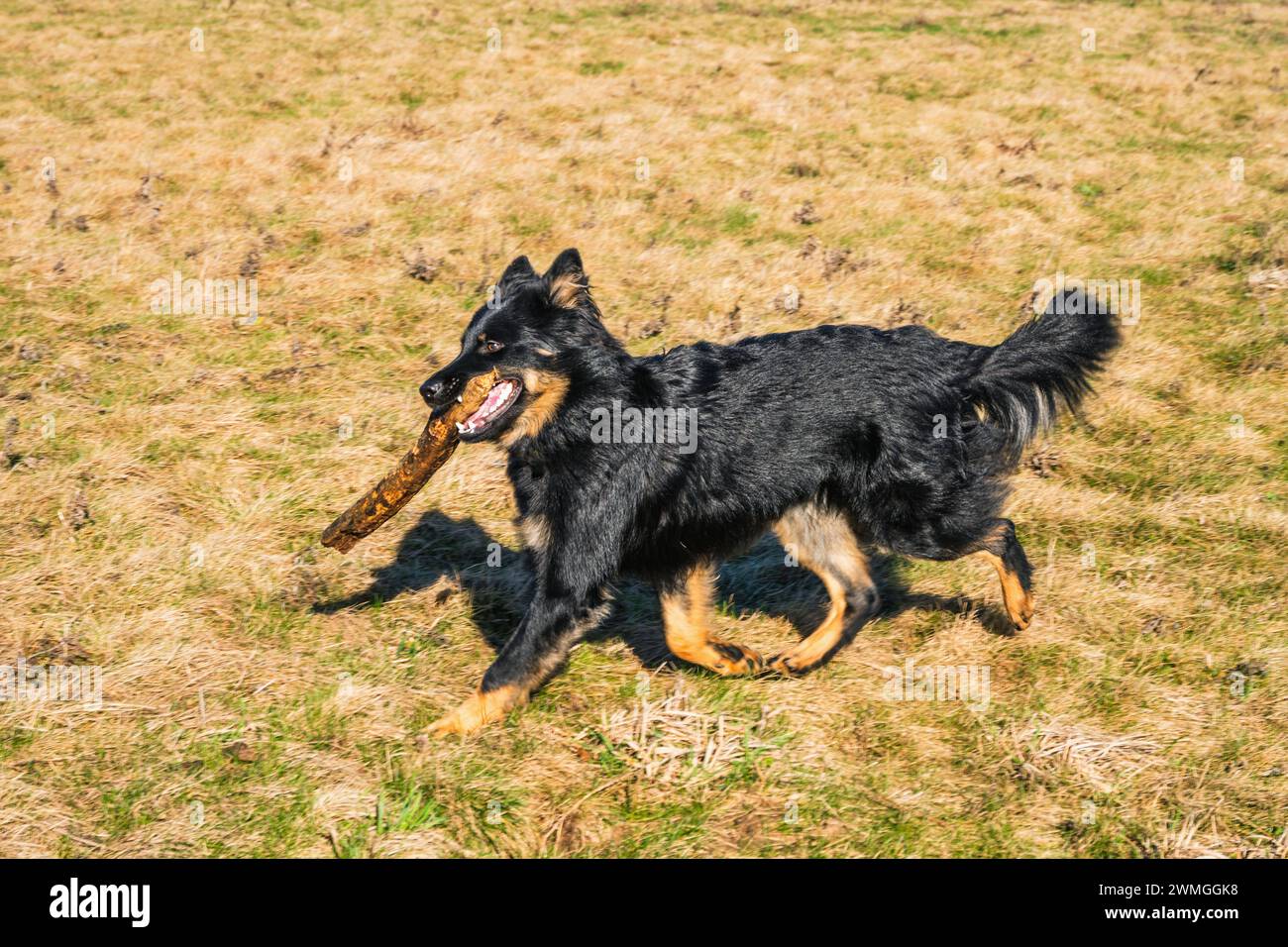 Young black Bohemian shepherd dog runs on meadow with stick in his ...