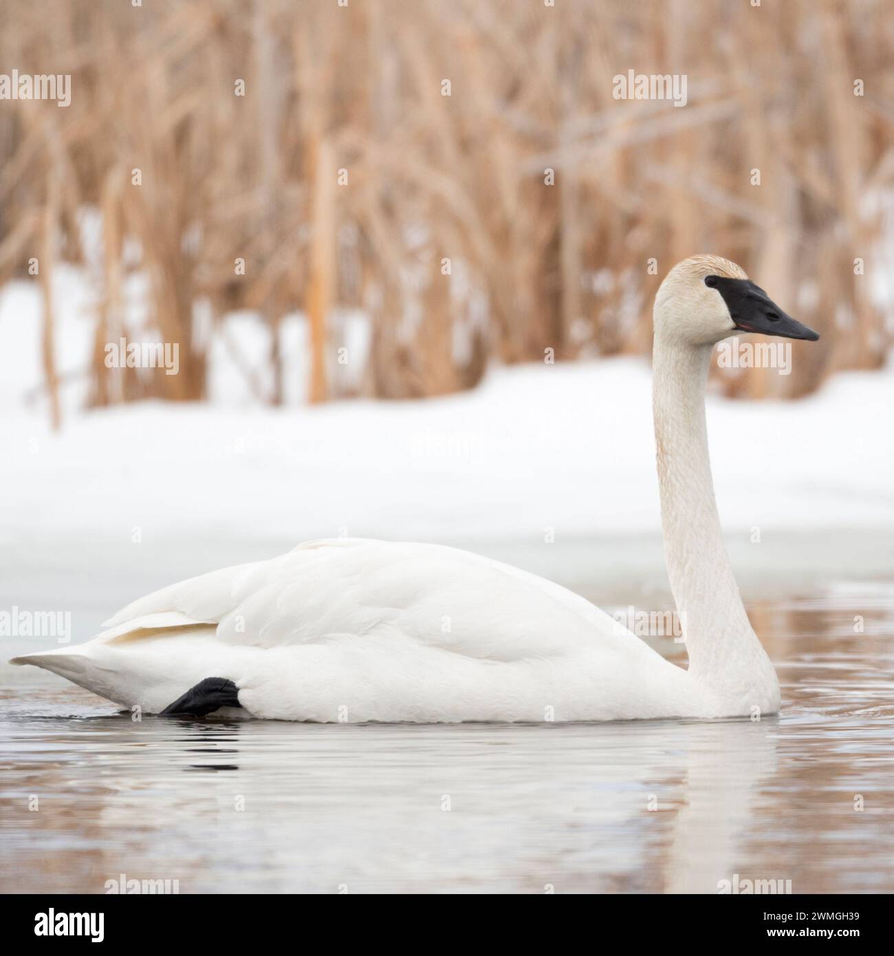 American species of swan hi-res stock photography and images - Alamy