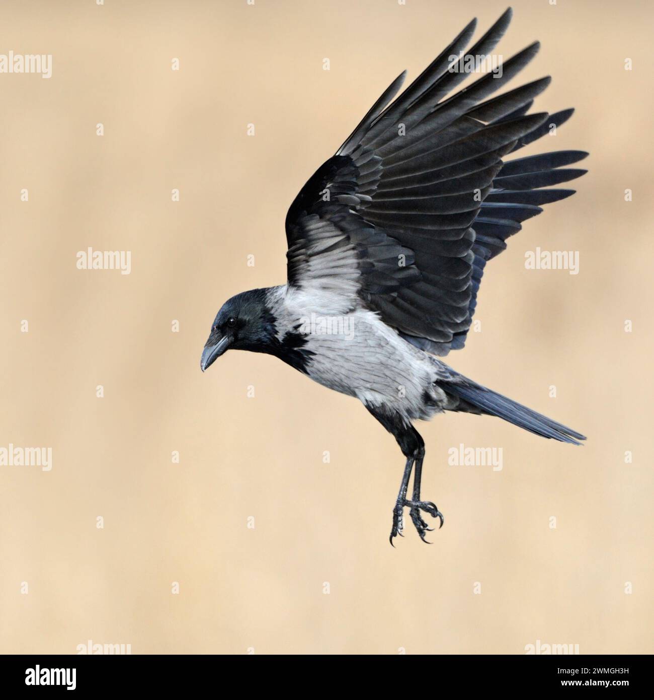 Hoodiecrow ( Corvus cornix ) in flight with wide open wings in front of ...