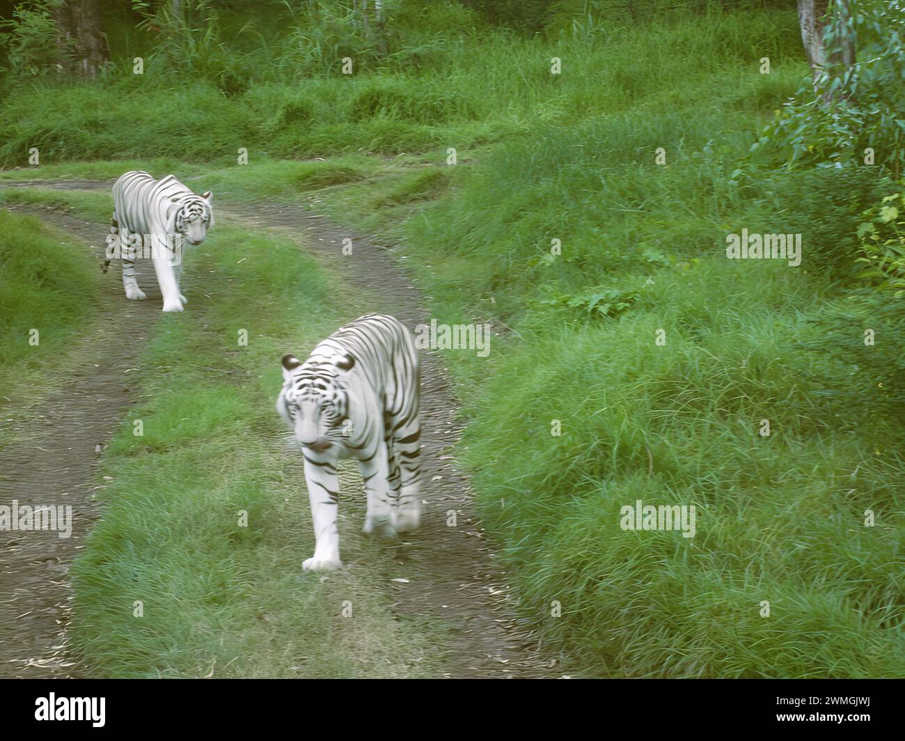 Two white tigers walking together on a forest road Stock Photo - Alamy