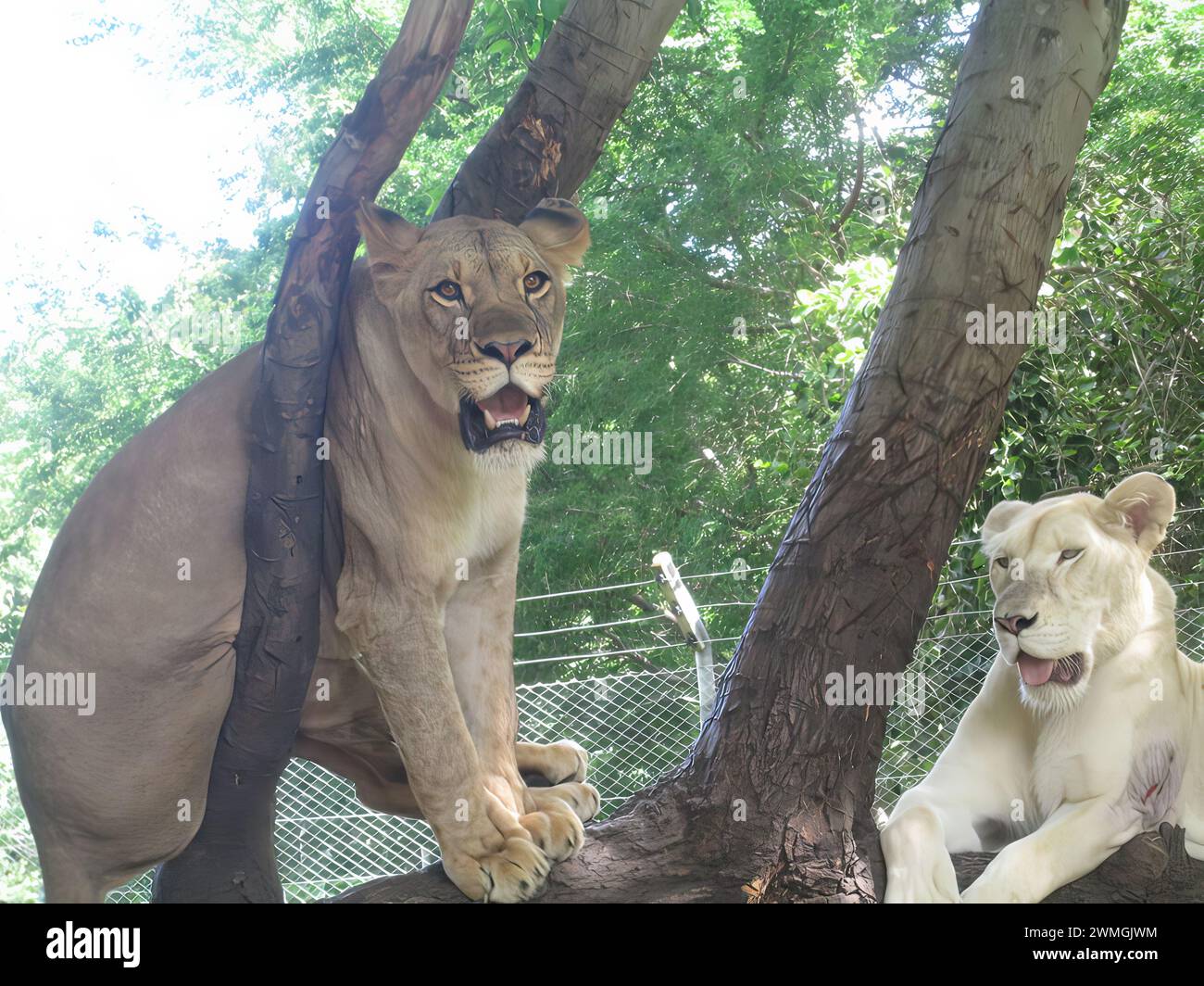 Mature lions hi-res stock photography and images - Alamy