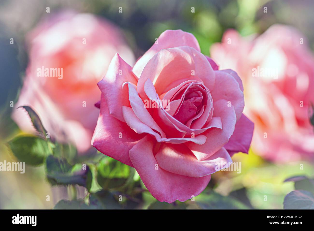 Rose of england hi-res stock photography and images - Alamy