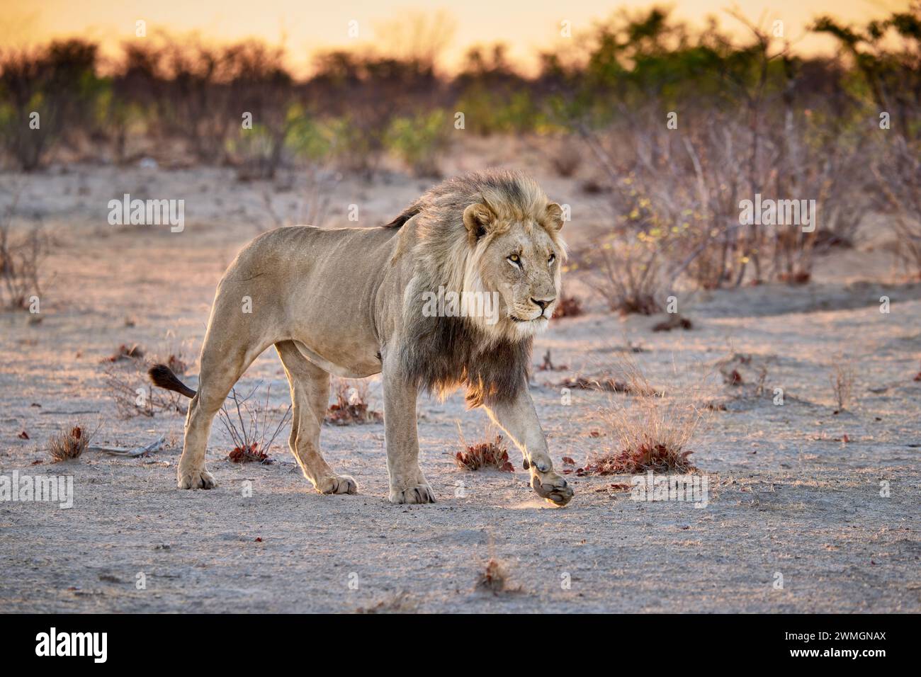 male lion (panthera leo) patroling its territory, Etosha National Park ...