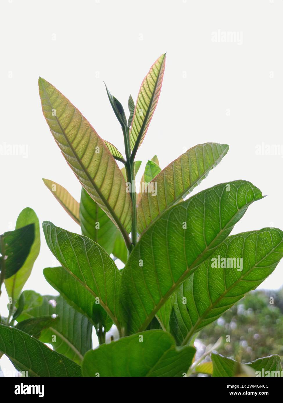 Close up photo of bright green guava plants in the yard on the side of ...