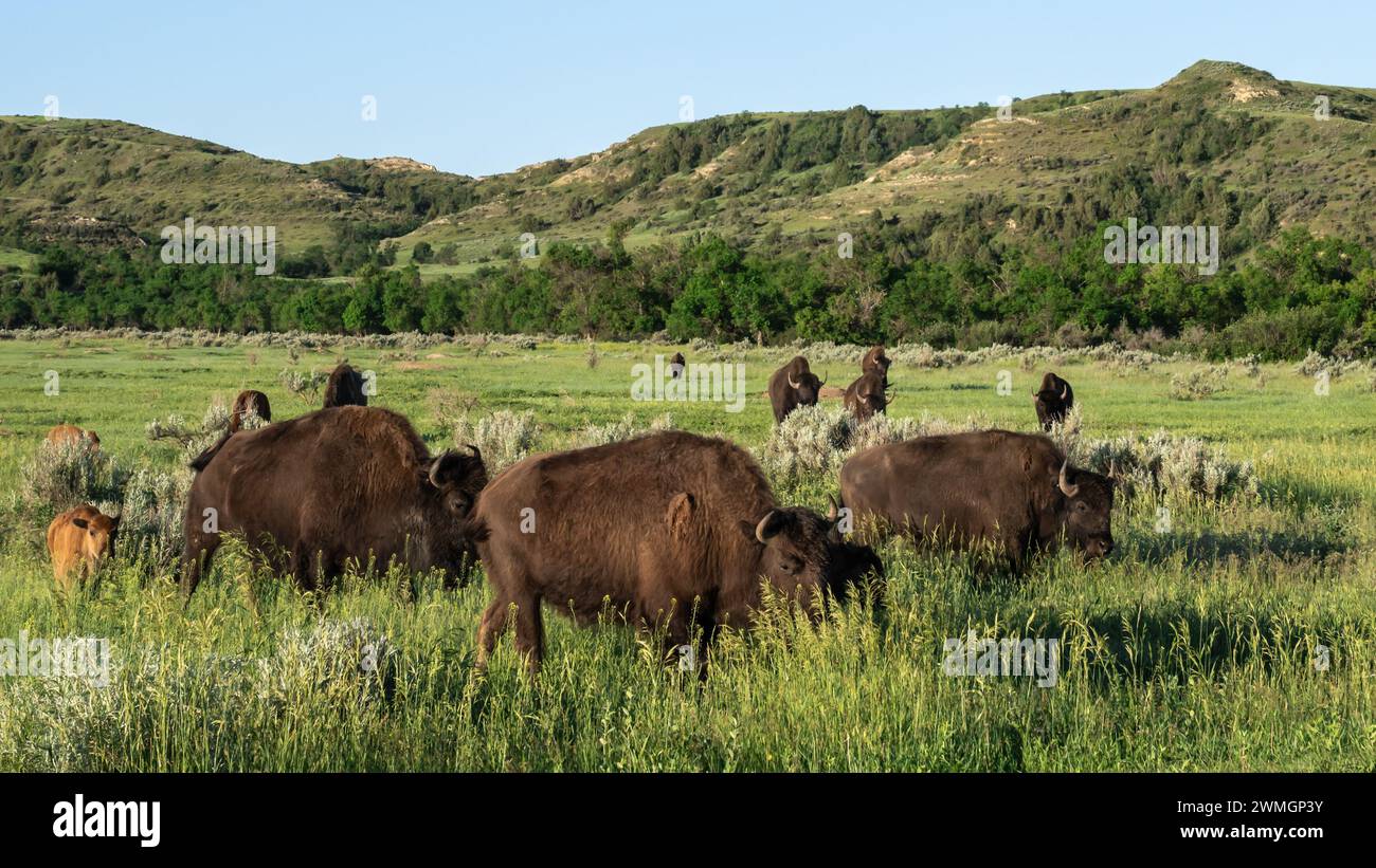Buffalo herd and family on the move in the Peaceful Valley Ranch area ...