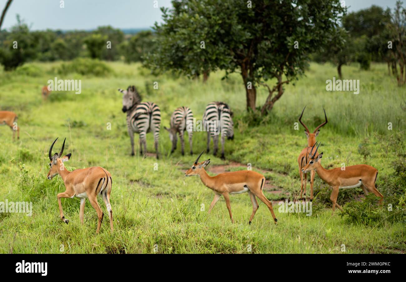 Zebra and impala hi-res stock photography and images - Alamy