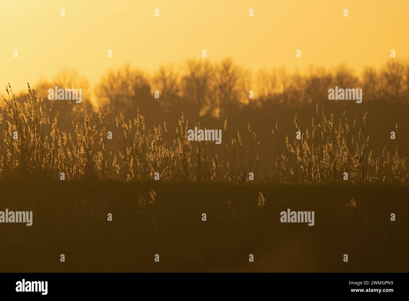 Common Reed (Phragmites australis) Norfolk January 2024 Stock Photo - Alamy