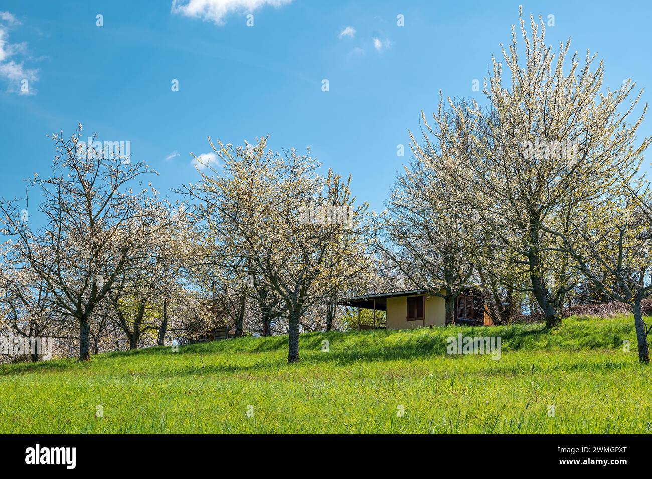 Cherry orchard with cherry blossom hut Stock Photo - Alamy
