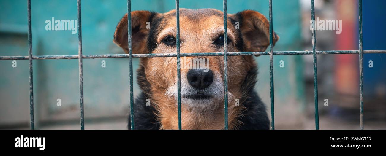Dog waiting behind gate hi-res stock photography and images - Alamy