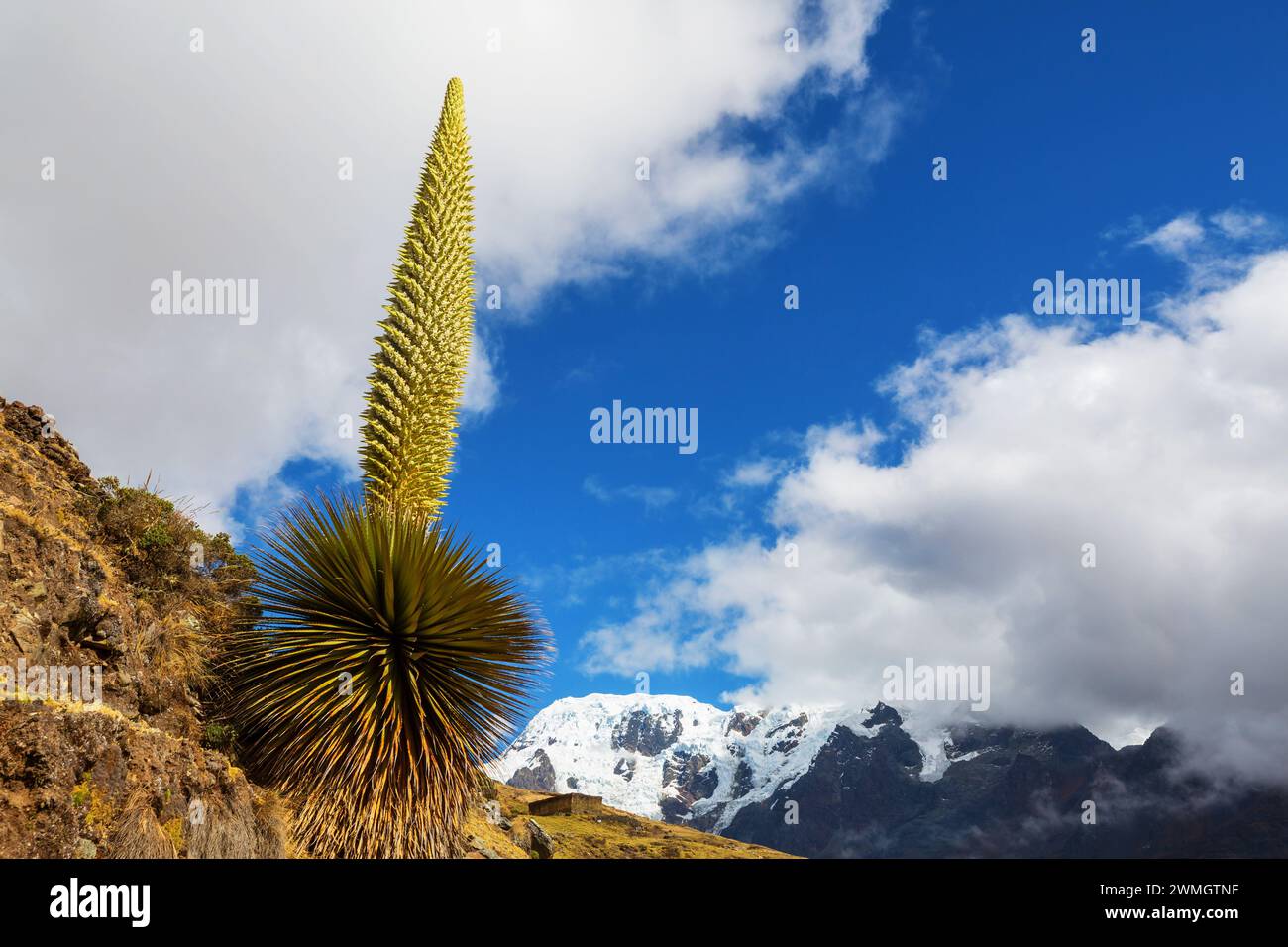 Puya Raimondii Plants high up in the Peruvian Andes, South America ...
