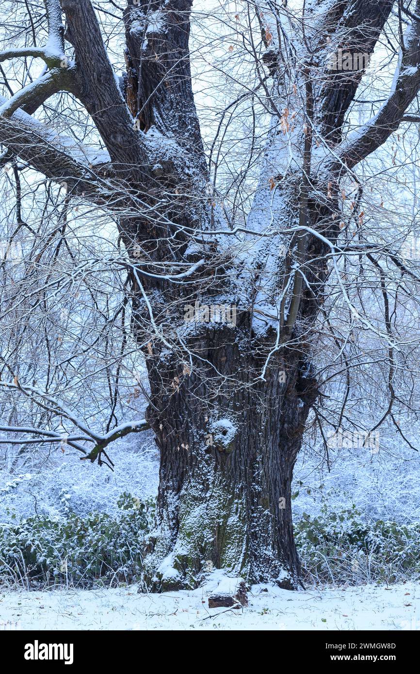 Teil tree hi-res stock photography and images - Alamy