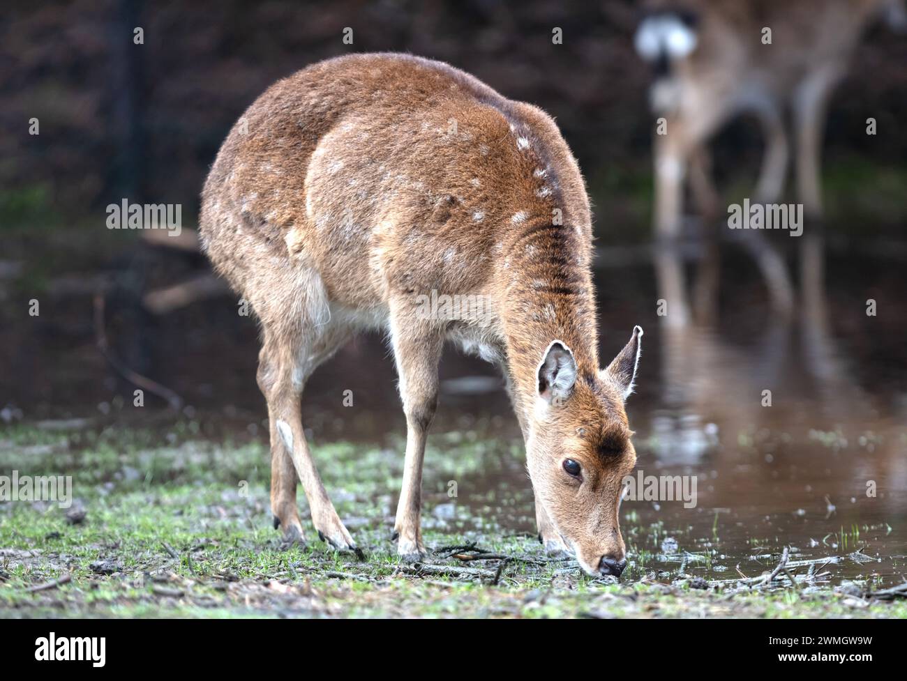 Vietnamese sika deer (Cervus nippon pseudaxis, Cervus hortulorum ...