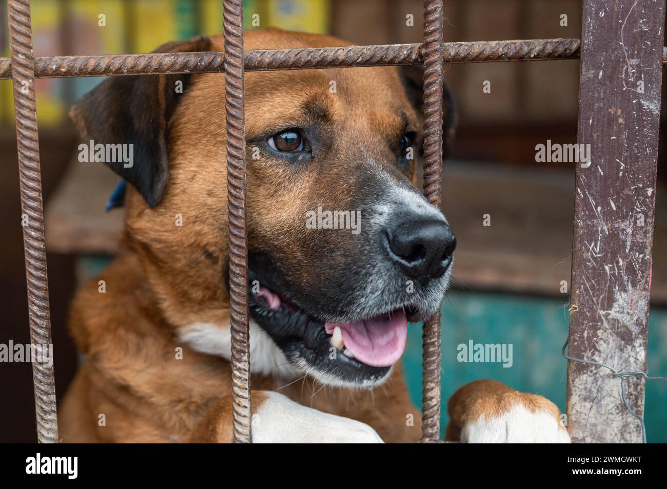 Dog waiting behind gate hi-res stock photography and images - Alamy
